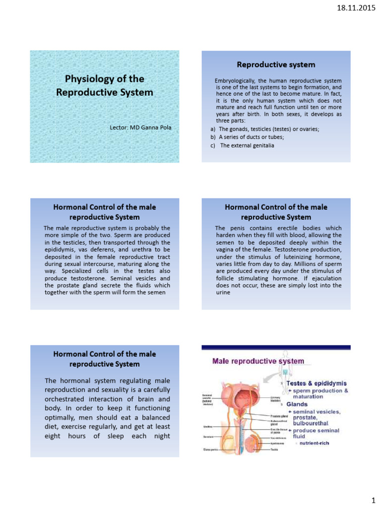 Physiology of The Reproductive System - 13 | PDF | Menstrual Cycle ...