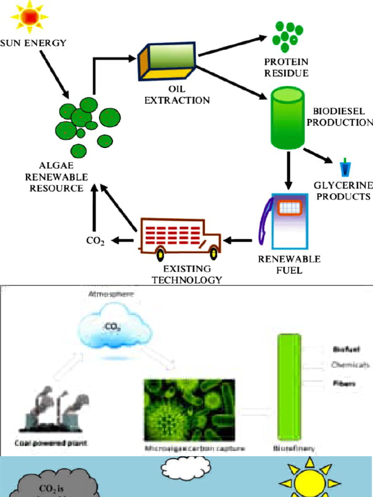 Biofuel From Algae | PDF