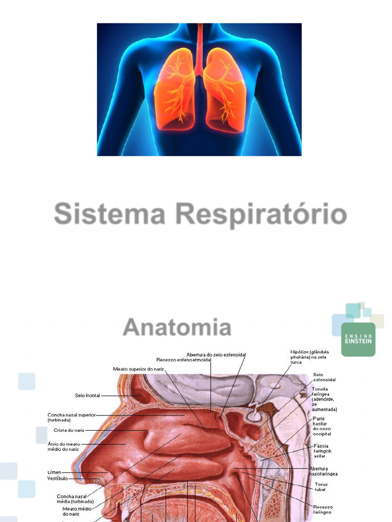 Material+Complementar+ +Anatomia+e+Fisiologia+Respirat%C3%B3ria | PDF