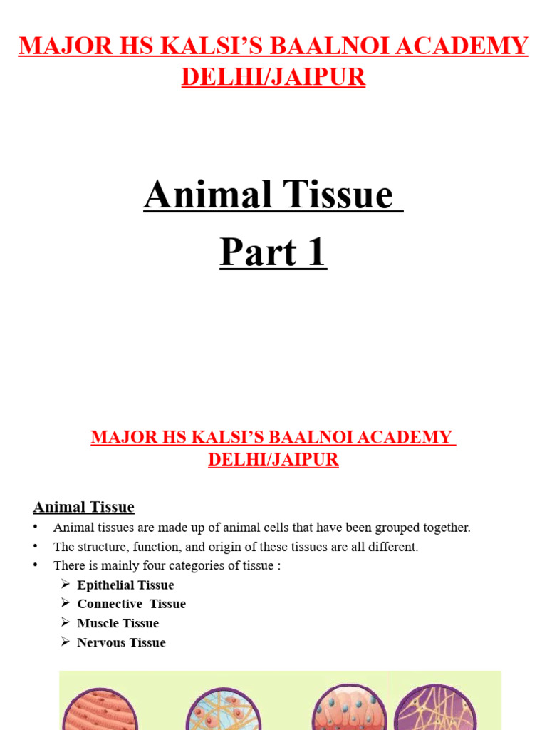 Animal Tissue Part 1 | PDF