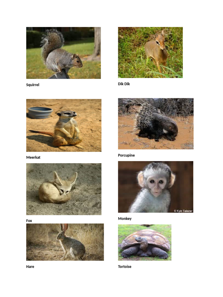 Small Wild Animals | PDF