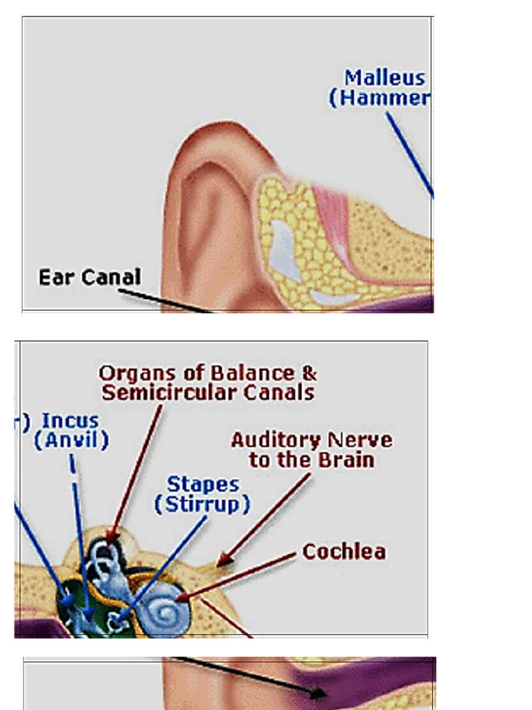 Parts of The Ear | PDF