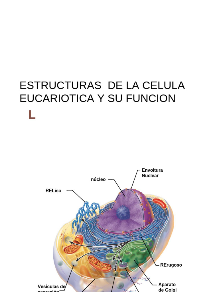 Estructuras y Funciones Celulares | PDF | Nucleo celular | Citoplasma