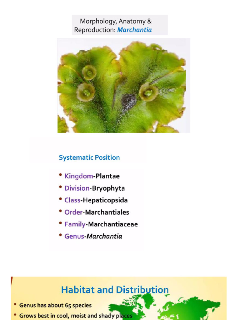 Marchantia | PDF