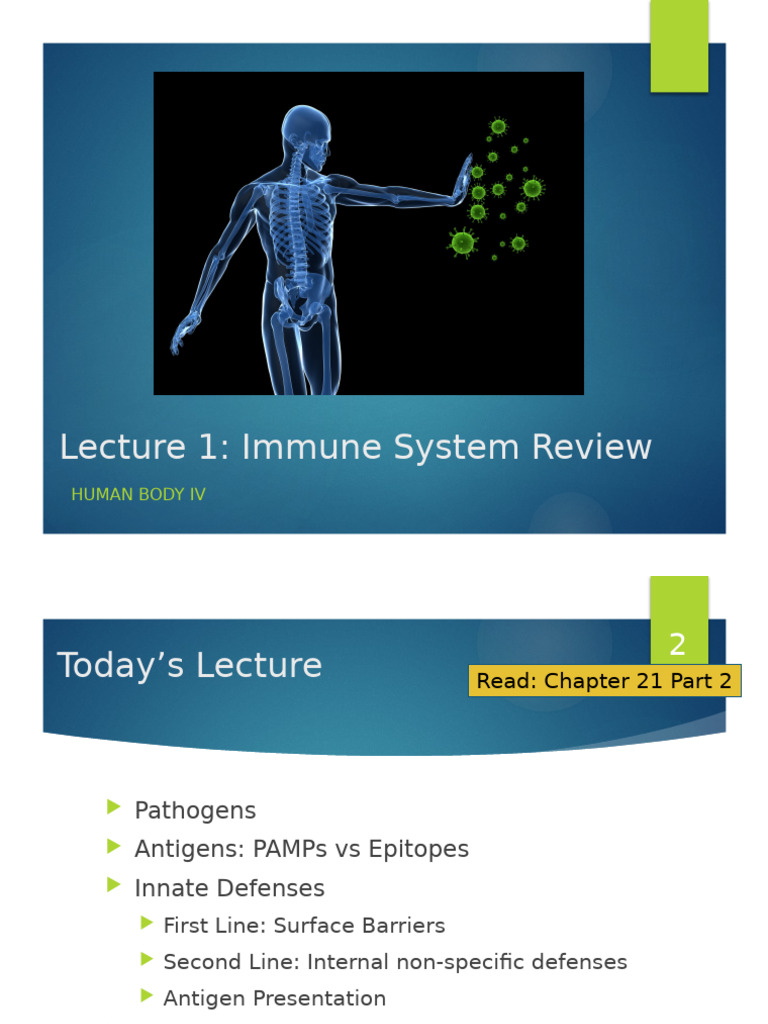 988 Lecture 1 Immune System Review | PDF | T Cell | B Cell