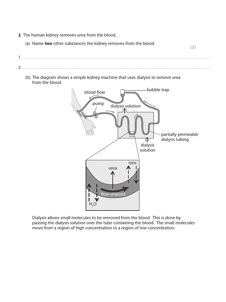 Excretion Questions (2) 2 | PDF | Medical Specialties | Kidney