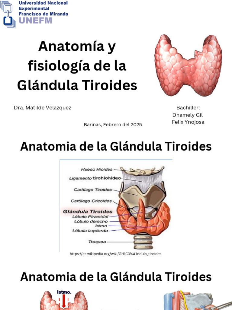 AnatomÃ­a_y_fisiologÃ­a_de_la_GlÃ¡ndula_Tiroides_(1)[1] | PDF | Tiroides | Hormona