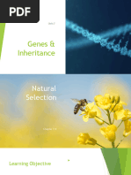 Pigeonetics Game Teacher Guide | PDF | Dominance (Genetics) | Allele