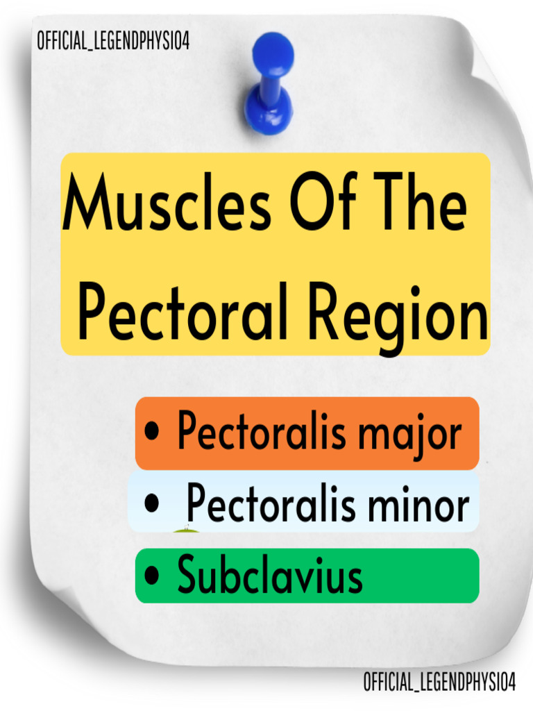 Muscles of The Pectoral Region | PDF | Musculoskeletal System | Joints