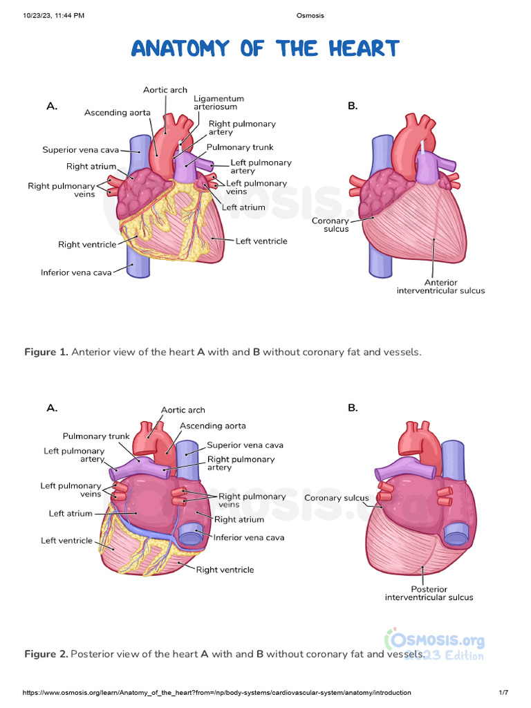 Heart Anatomy Overview and Diagrams | PDF