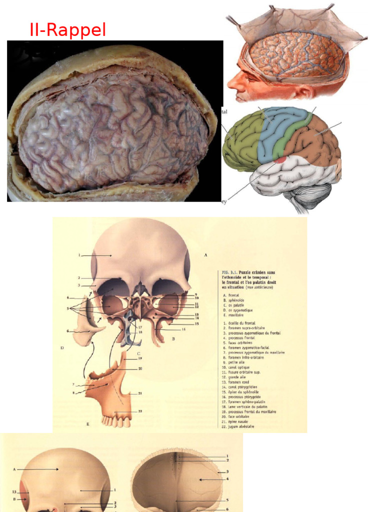 neuro anat perso [Autosaved] - Copie [Autosaved] | PDF | Hypophyse | Circonvolution cérébrale