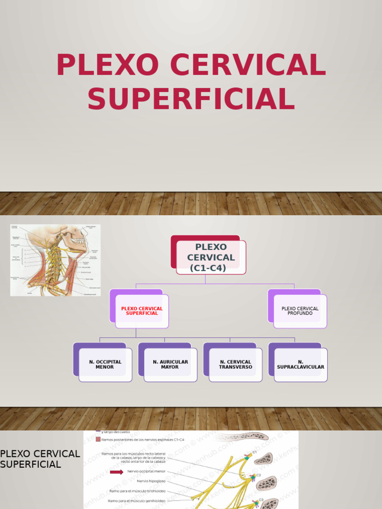 Anatomia y Bloqueo de Plexo Cervical Superficial | PDF