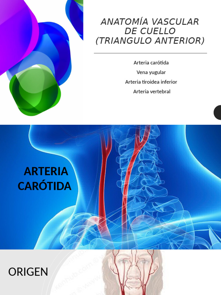 Anatomía Vascular del Cuello: Carótidas y Más | PDF | Sistema ...