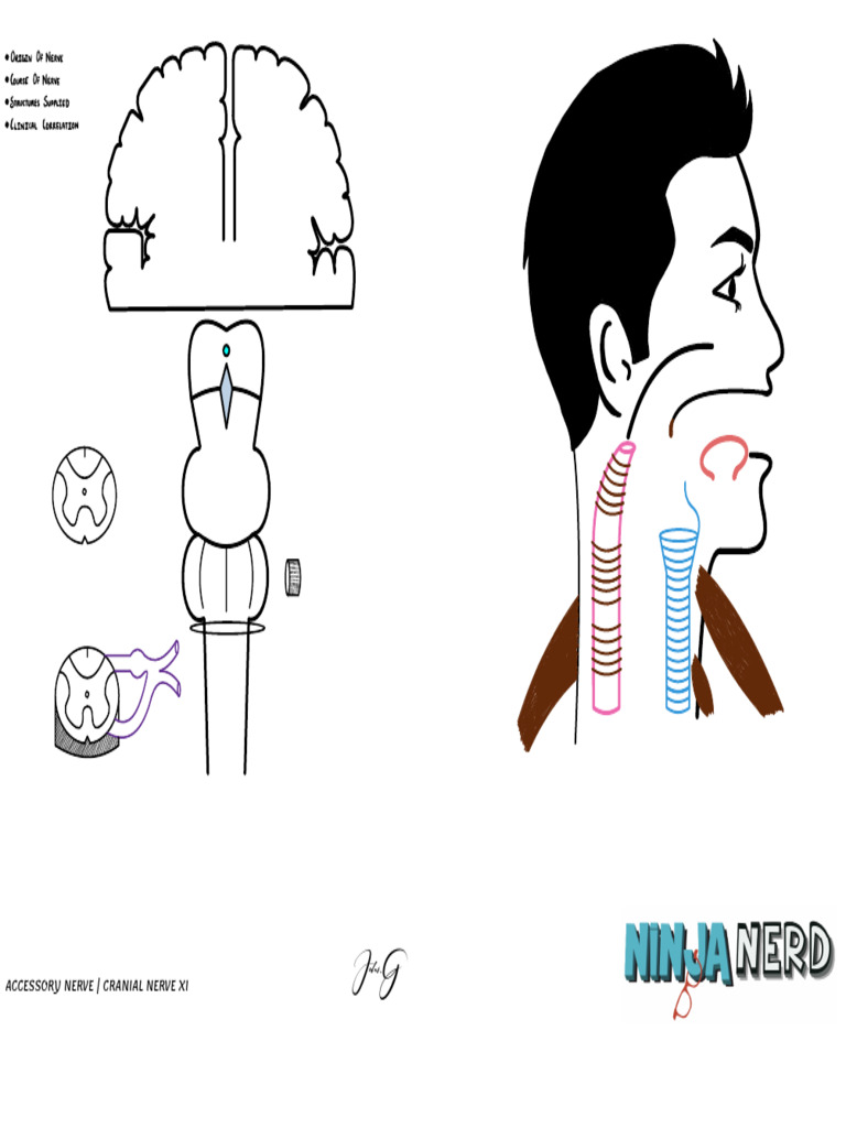 Accessory Nerve- Cranial Nerve XI | PDF