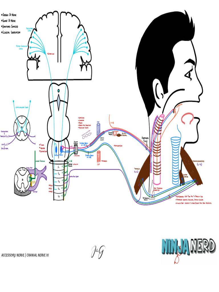 Accessory Nerve - Cranial Nerve XI | PDF