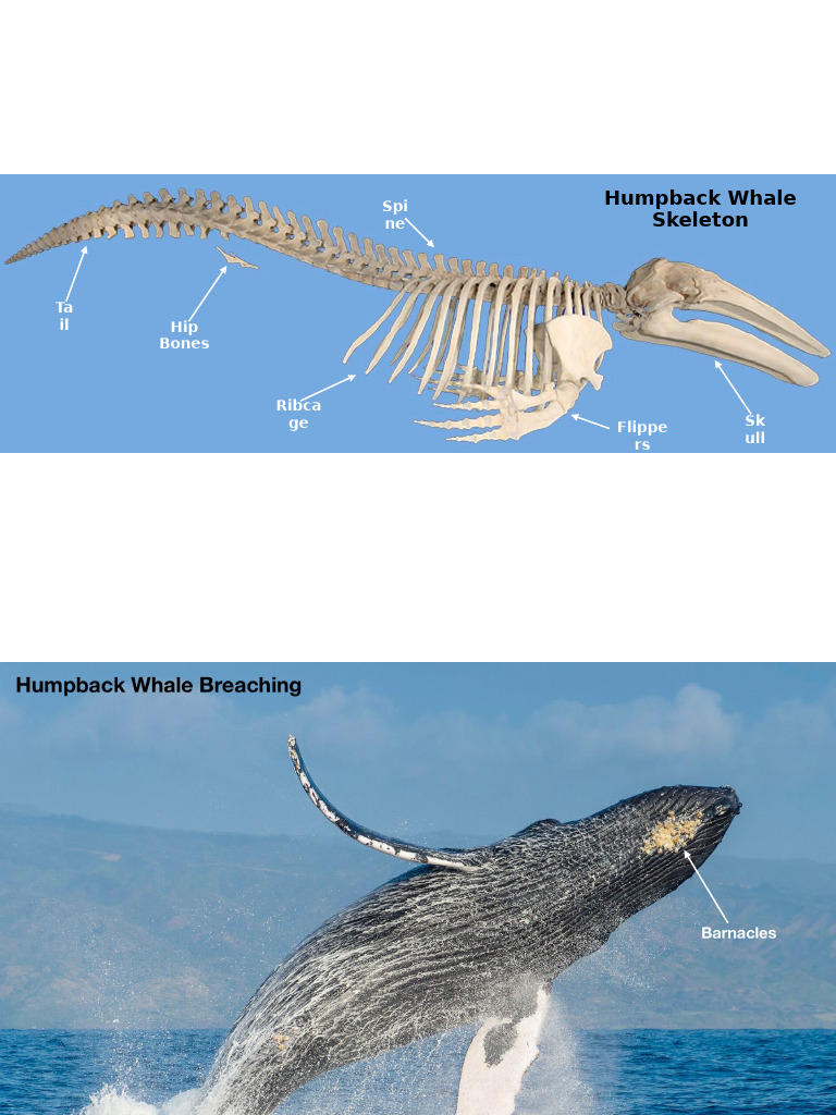 Humpback Whale Anatomy & Facts | PDF