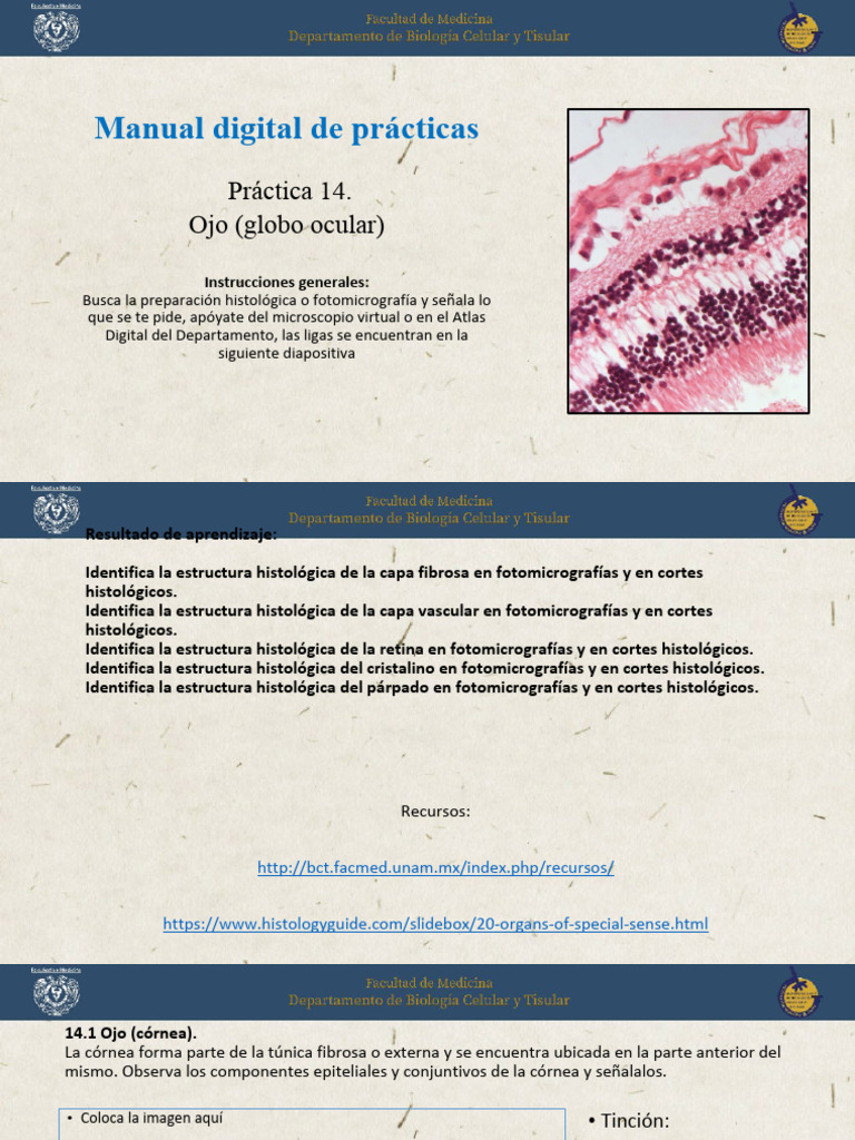 OJOOO | PDF | Epitelio | Ojo humano