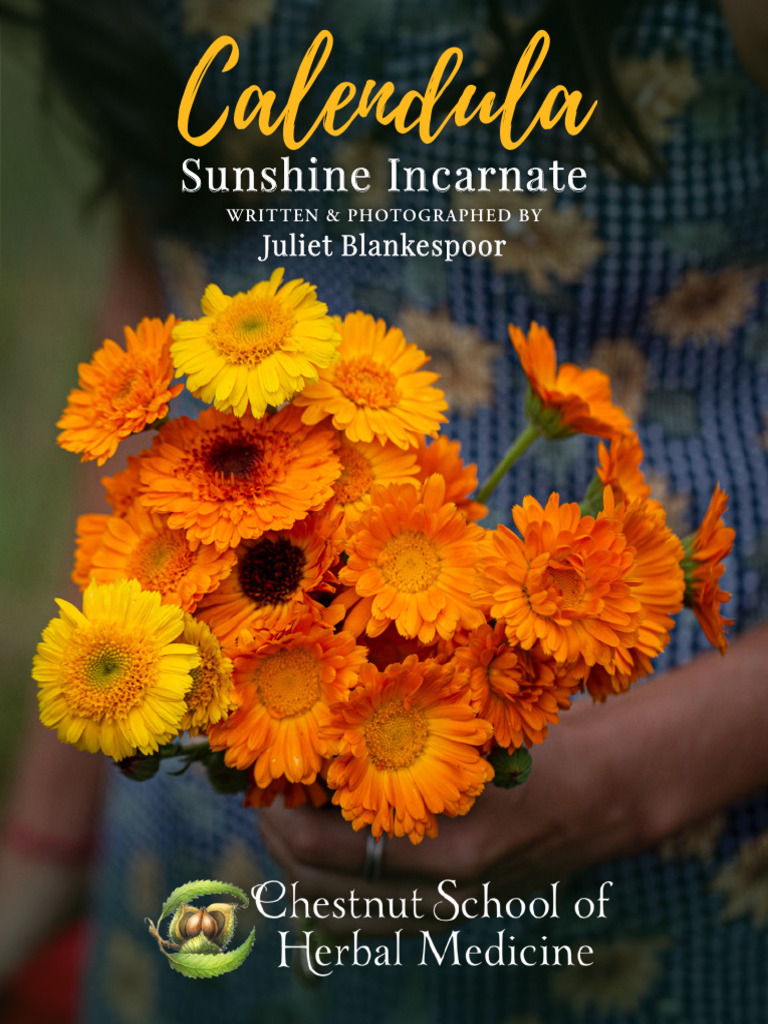 Calendula - Sunshine Incarnate - Chestnut School of Herbal Medicine ...