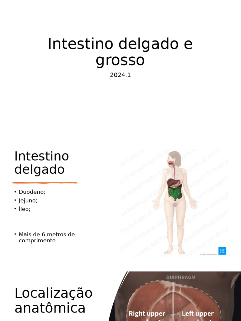 Anatomia do Intestino Delgado e Grosso | PDF | Intestino delgado ...