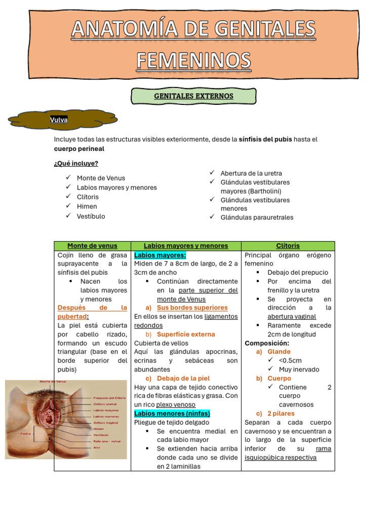 ANATOMIA DE GENITALES FEMENINOS | PDF | Labios | Anatomia animal