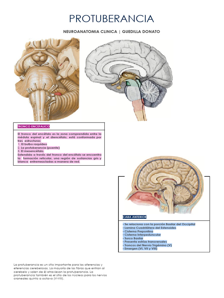 Protuberancia: Anatomía y Función | PDF | Cerebelo | Neuroanatomía
