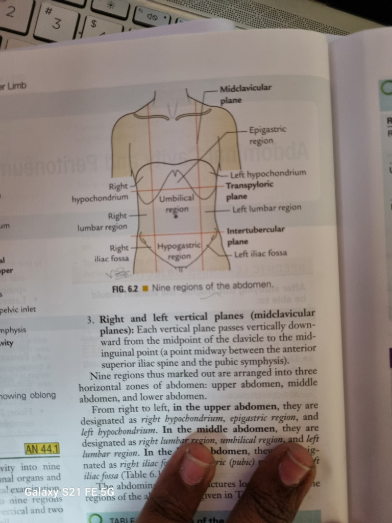 Abdomen Anat | PDF