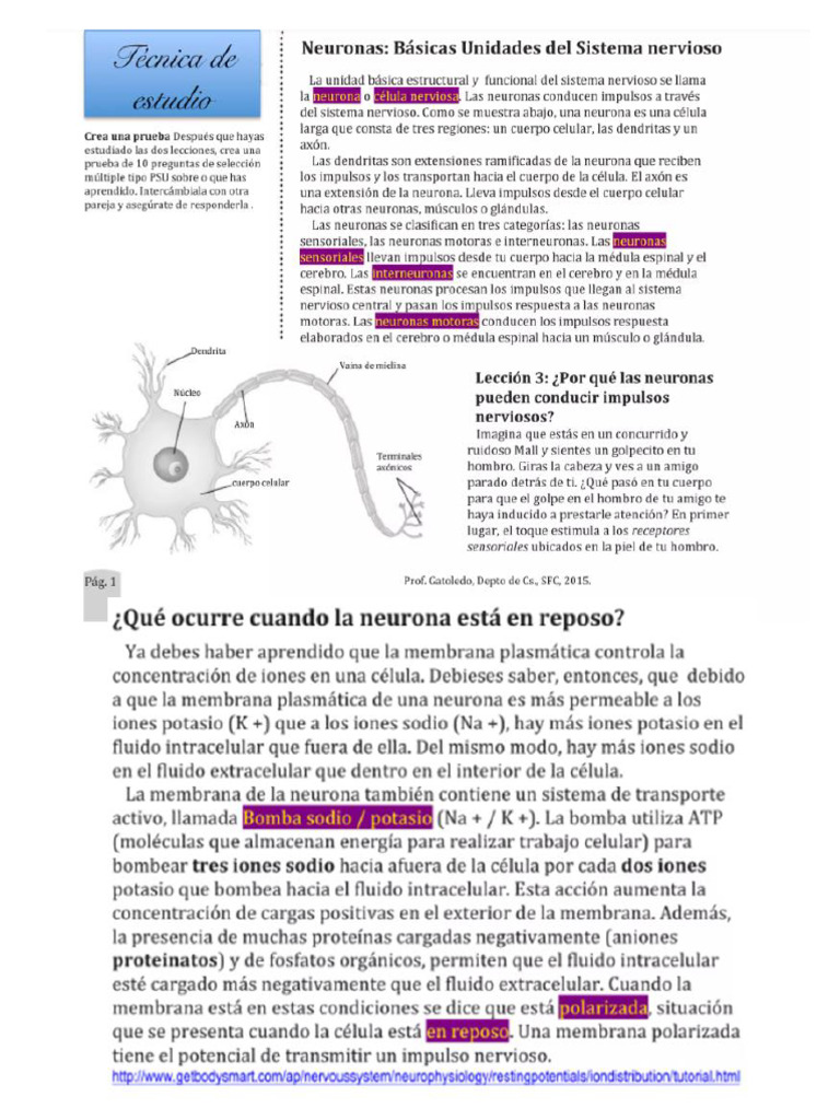 Fiiso Lab Potencial de Accion Neuronal | PDF