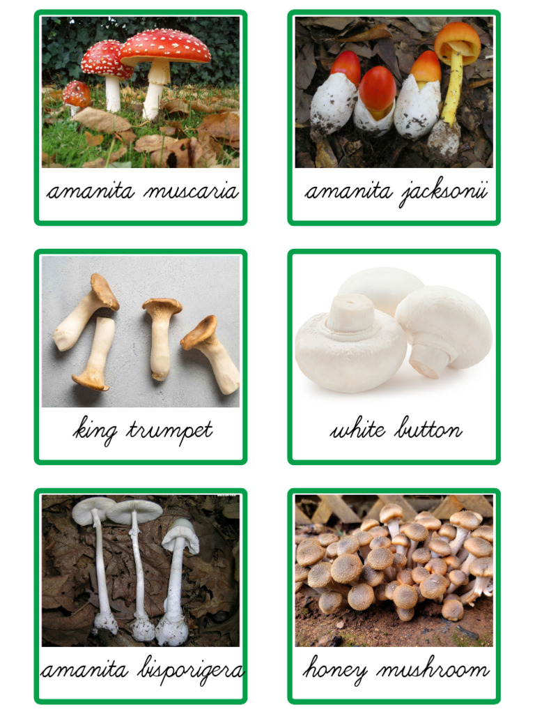 Mushroom Cars For Models | PDF