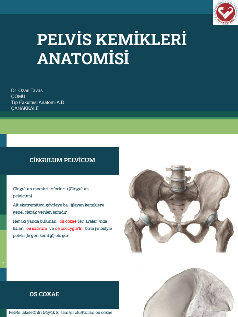 7-Pelvis Kemikleri | PDF