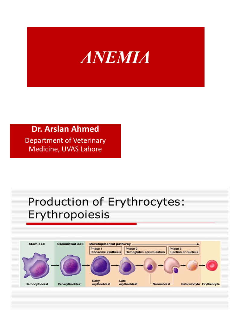 Anemia | PDF | Anemia | Red Blood Cell