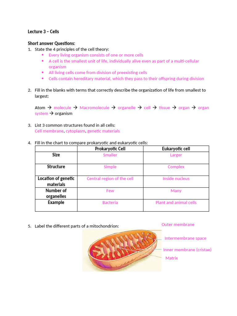 Cell Biology Study Guide | PDF | Endoplasmic Reticulum | Cell (Biology)