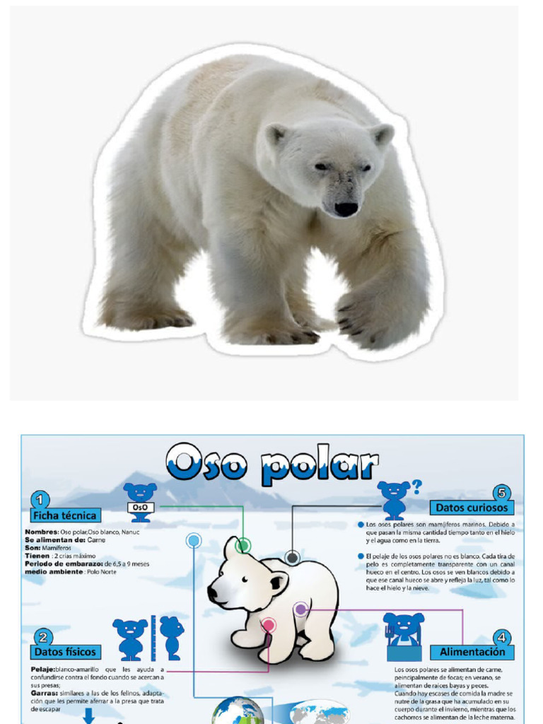 Oso Polar | PDF