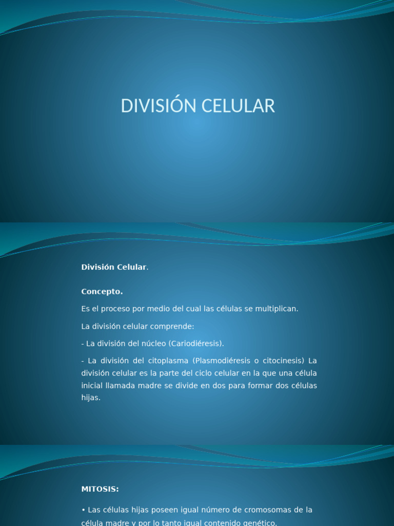 Proceso de División Celular: Mitosis y Meiosis | PDF | Mitosis | Mitosis