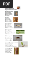 Vocabulario de 100 insectos en inglés y español | PDF