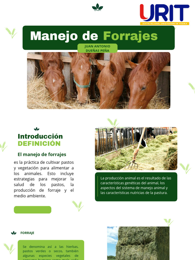 Guía de Manejo de Forrajes | PDF | Pasto | Heno