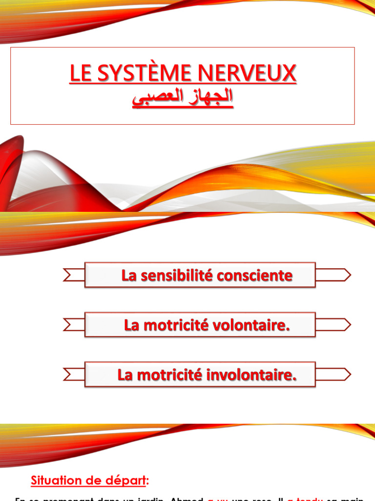 Anatomie du Système Nerveux Humain | PDF | Nerf | Système nerveux