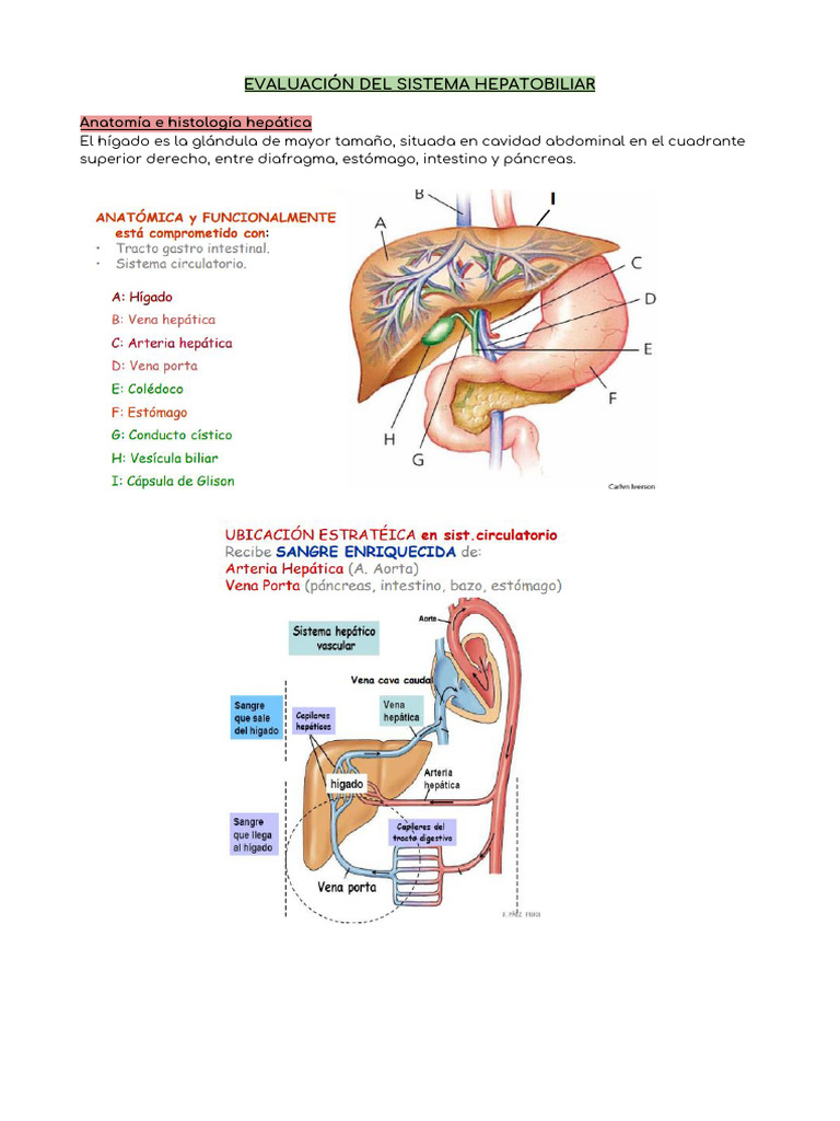 Evaluación del Sistema Hepatobiliar | PDF | Transaminasa | Bilis