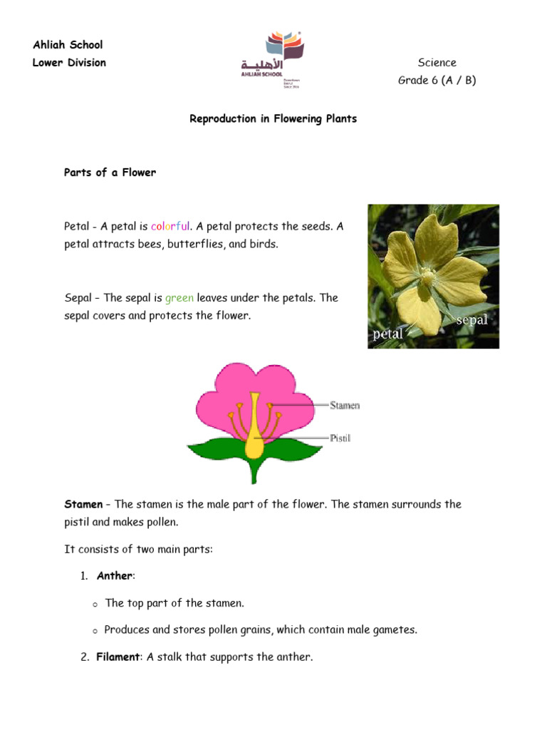 Reproduction in Flowering Plants | PDF | Flowers | Fertilisation