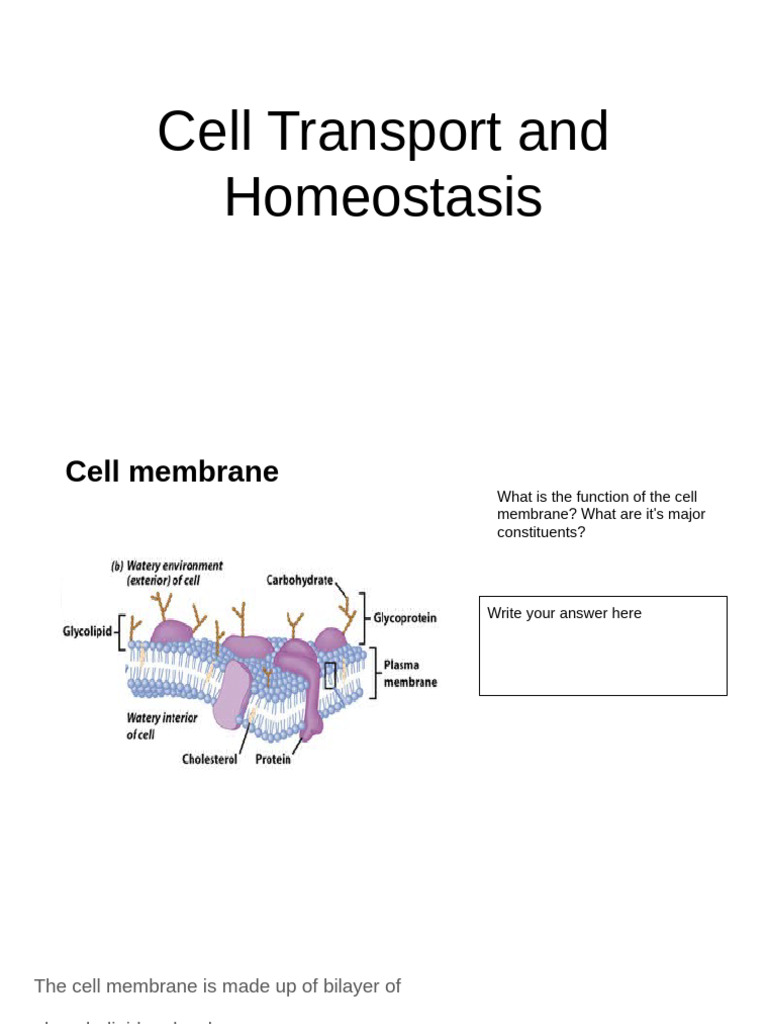 10 LP Cell Transport and Homeostasis (2024) | PDF