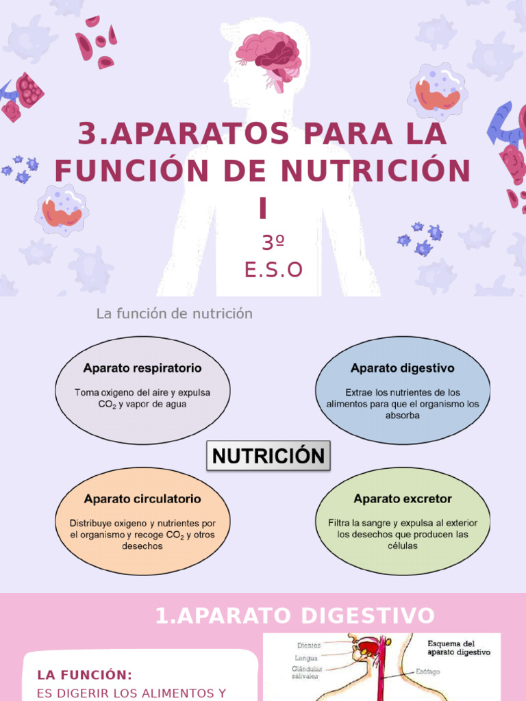 La Función de Nutricion I | PDF | Digestión | Sistema digestivo humano