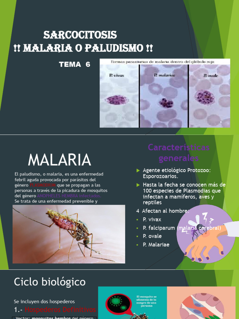Malaria: Causas, Síntomas y Tratamiento | PDF | Malaria | Plasmodium