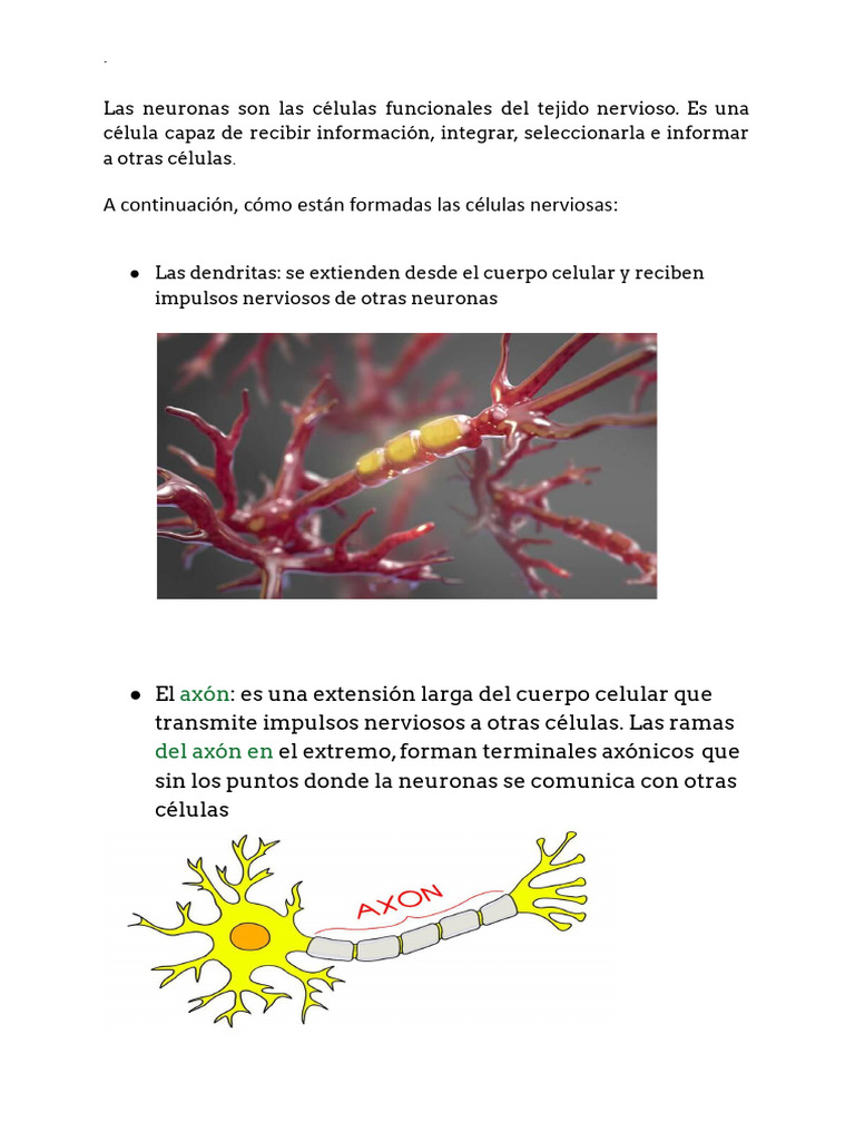 Estructura y Función de las Neuronas | PDF | Axon | Neurona