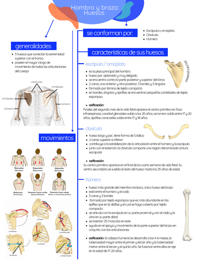 mapa - huesos de hombro y brazo | PDF | Hombro | Anatomía humana
