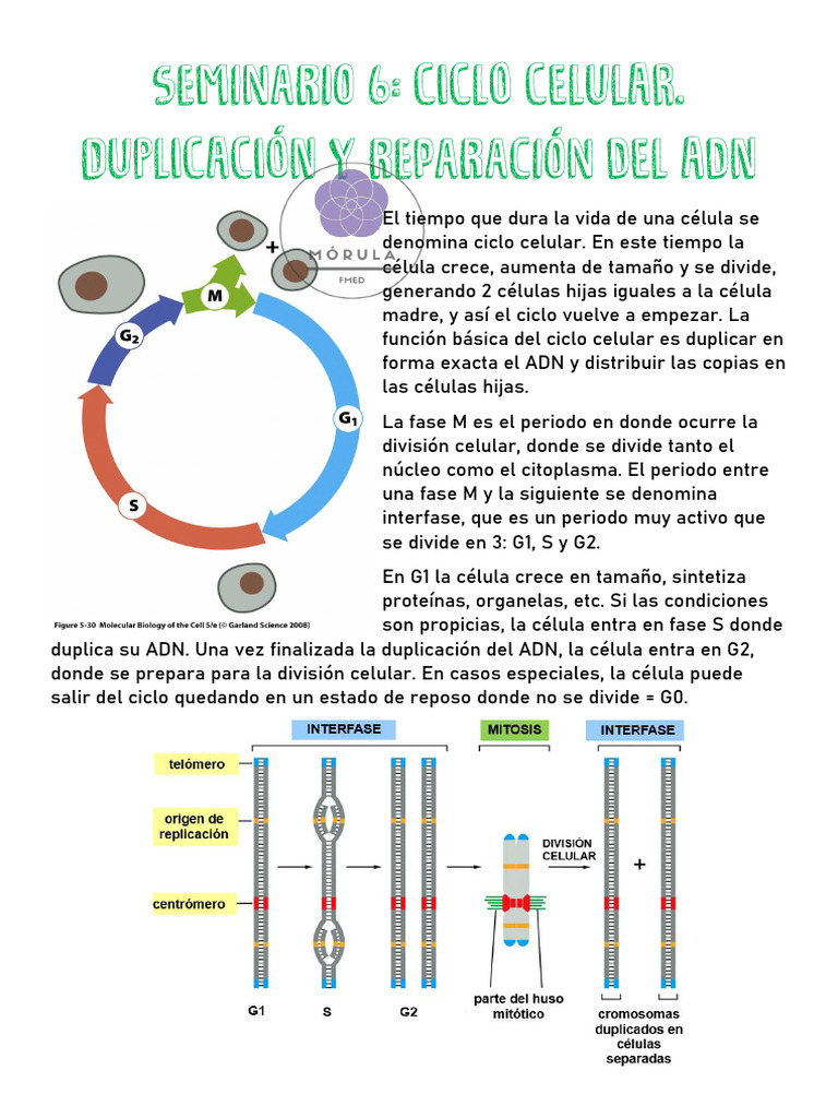 Ciclo Celular y Replicación del ADN | PDF | Replicación De Adn | Adn