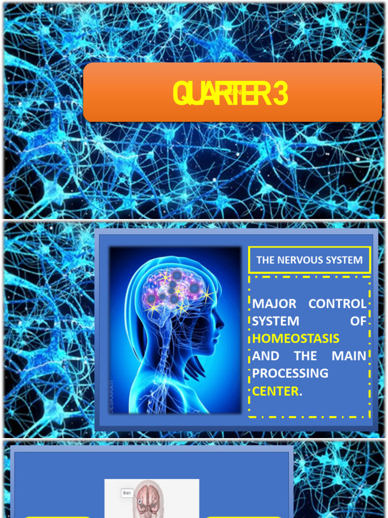 Understanding the Nervous System | PDF | Nervous System | Autonomic ...