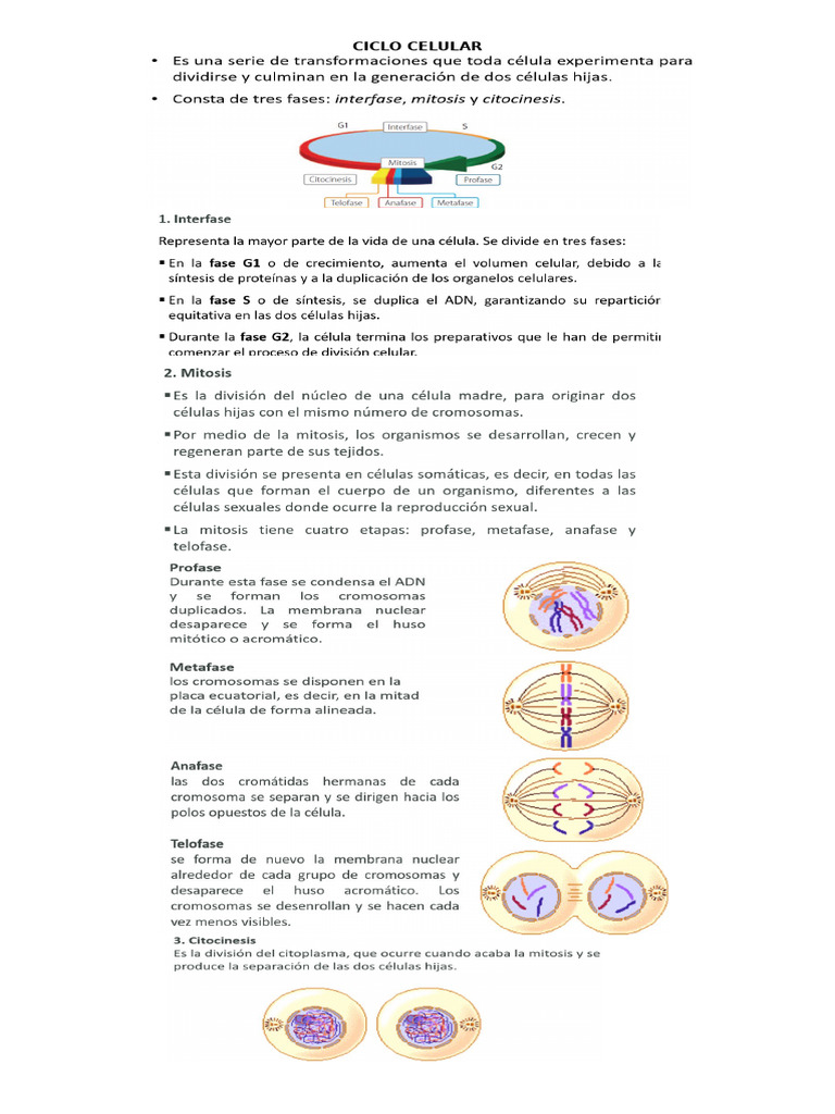 CICLO CELULAR8 | PDF