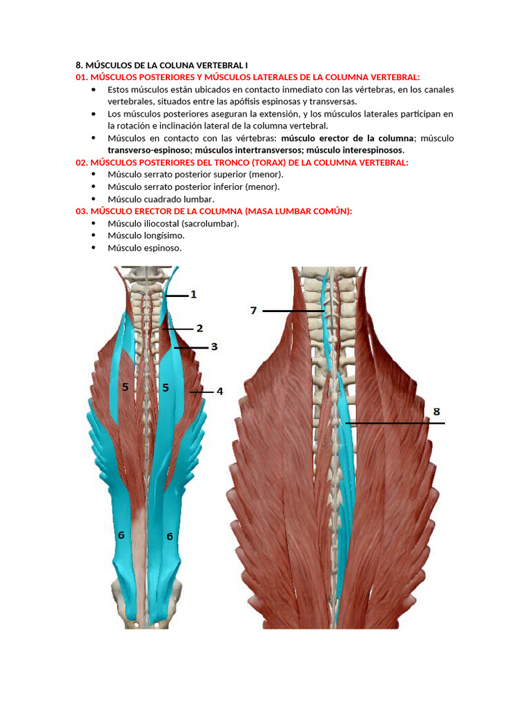 Músculos de La Columna Vertebral I | PDF | La columna vertebral | Vértebra