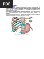 Anatomia, Irrigacion, Inervación Del Esofago y Estomago | PDF ...