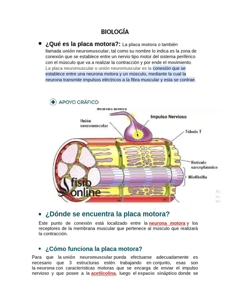 BIOLOGÍA Placa Motora | PDF | Unión neuromuscular | Acetilcolina
