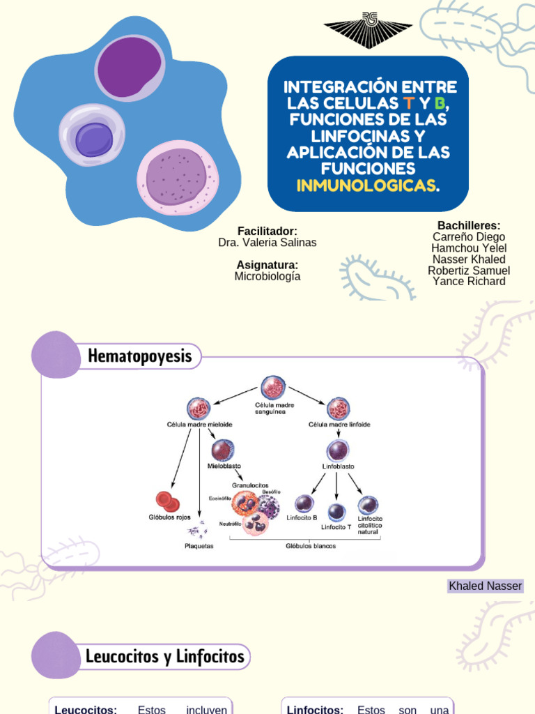 Linfocitos T y B | PDF | Linfocitos | Sistema inmune